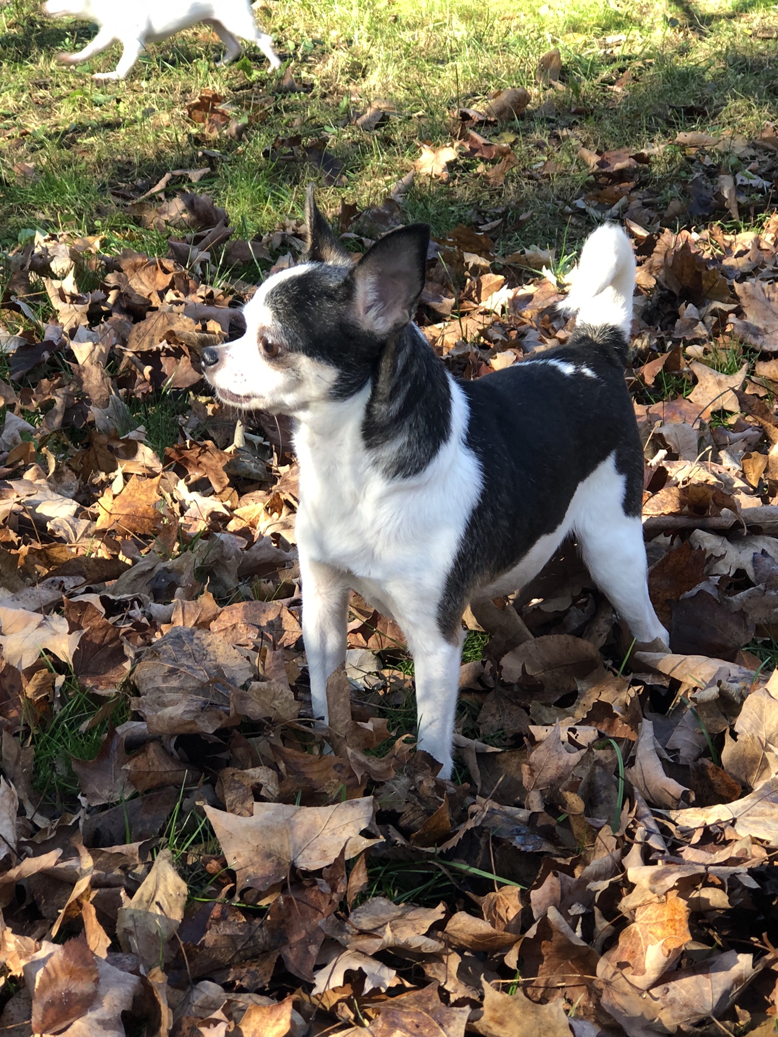 Kaycee-Lee - sunsetschihuahuas.ca